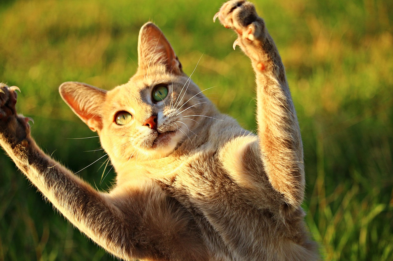 Comment empêcher votre chat de faire ses griffes sur vos meubles ...